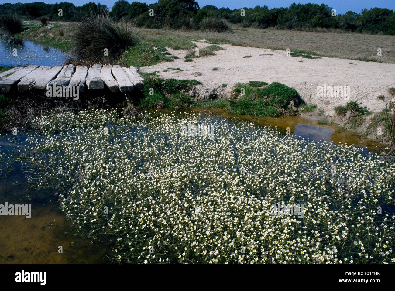 Whitewater Crowfoot (Ranunculus aquatilis), Trappola marshland, Maremma ...
