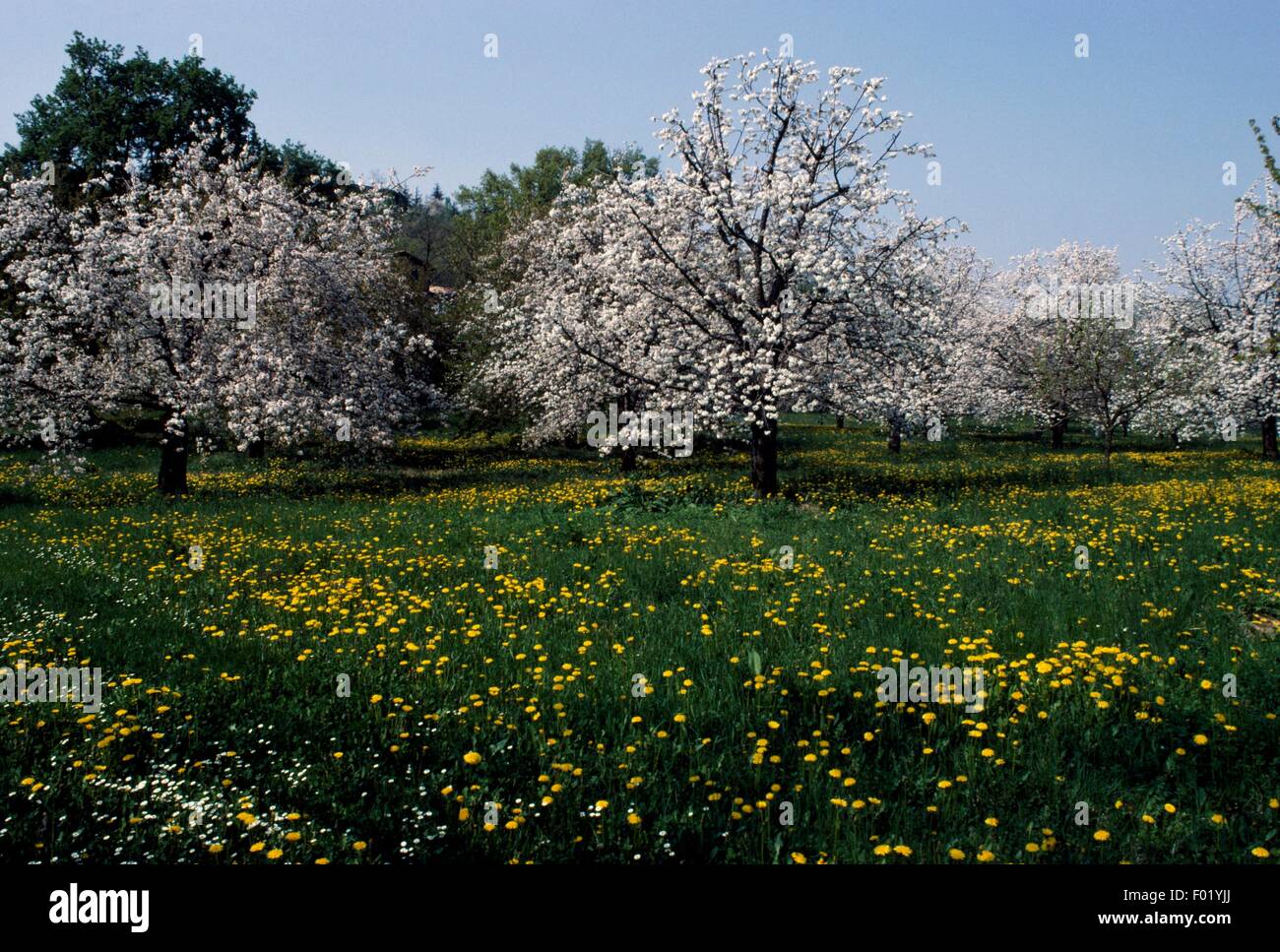 Flowering fruit trees Stock Photo - Alamy