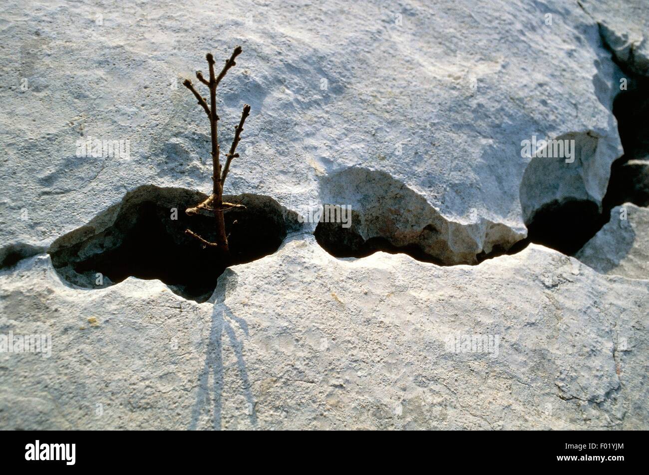 Slabs of calcareous rock modelled by ancient glaciers and ...