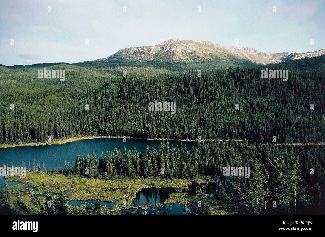 Lake and coniferous forest, Yukon, Canada Stock Photo - Alamy