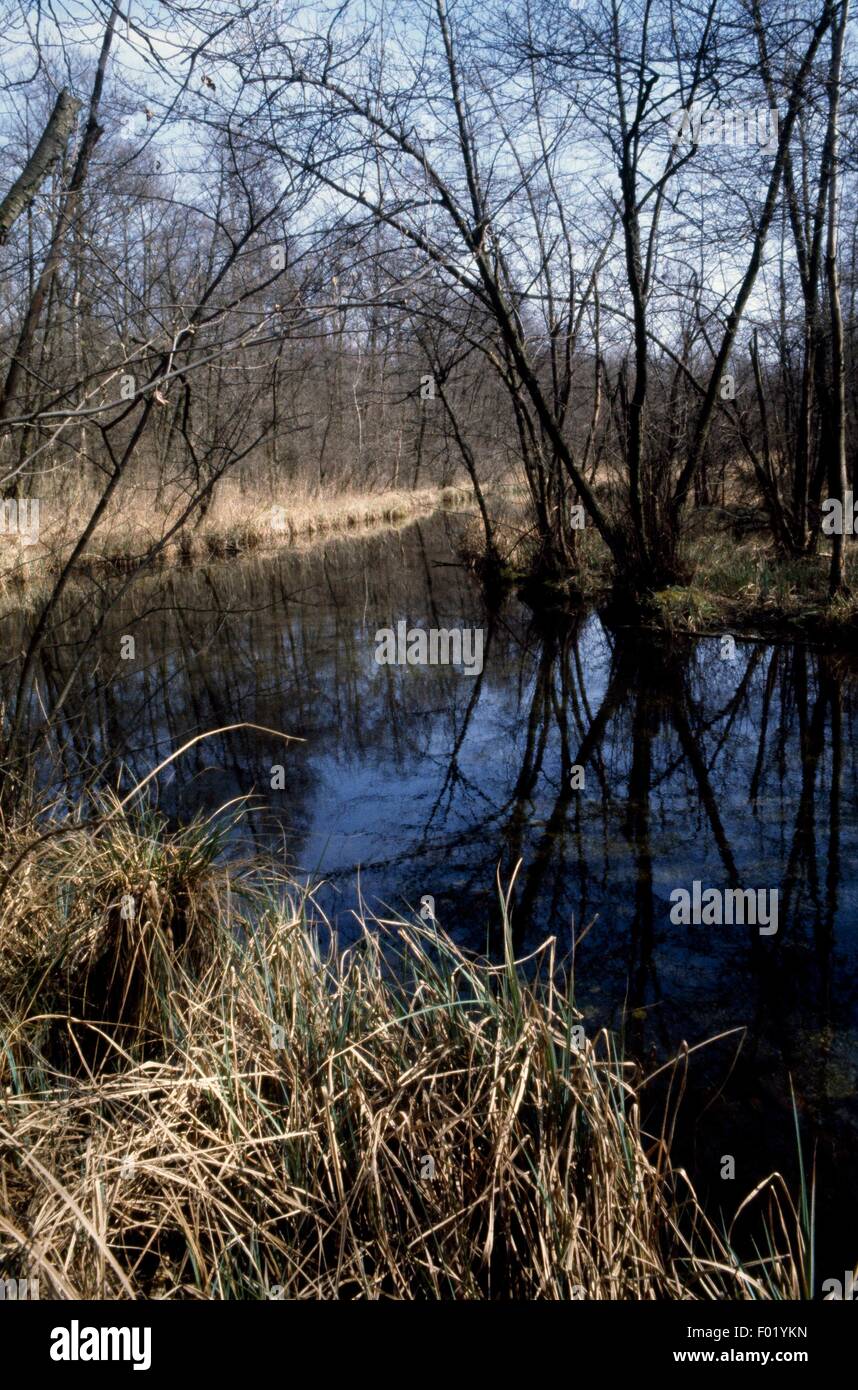 Wetland in Cameri Forest, Ticino Park, Piedmont, Italy Stock Photo - Alamy