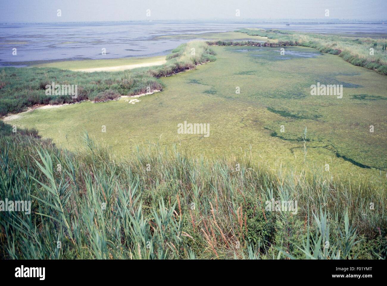 Marsh vegetation in the Po Delta, Po Delta Regional Park (UNESCO World ...