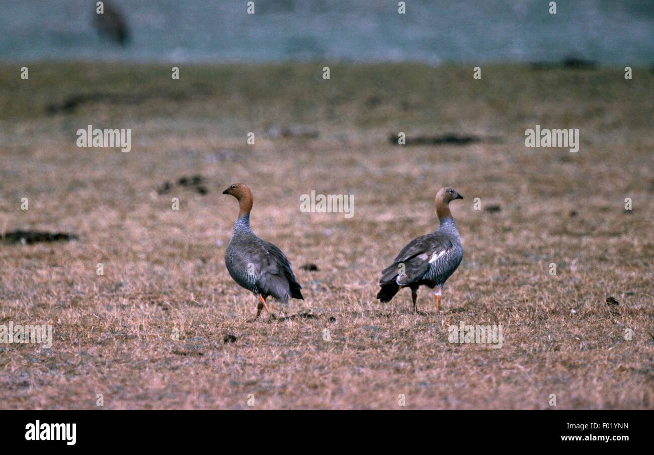 Ruddy-headed goose (Chloephaga rubiceps), Cape Virgenes, Patagonia ...
