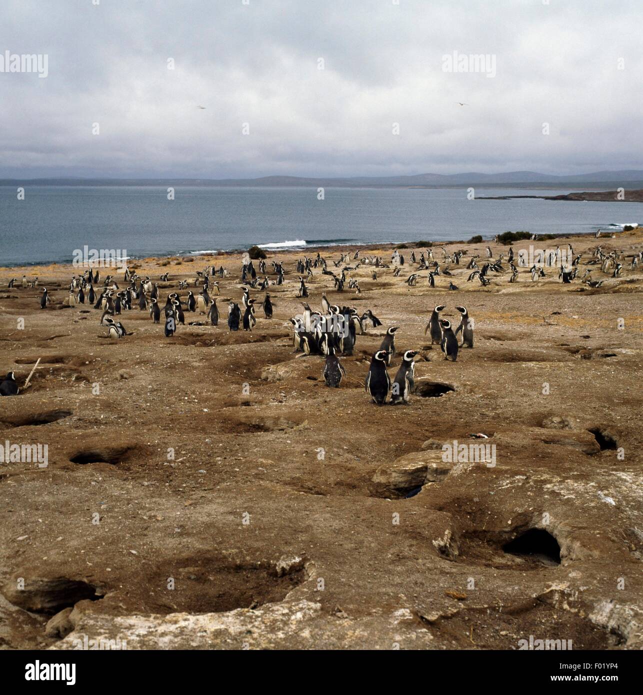 Colony of Magellanic Penguins (Spheniscus magellanicus), Punta Tombo ...