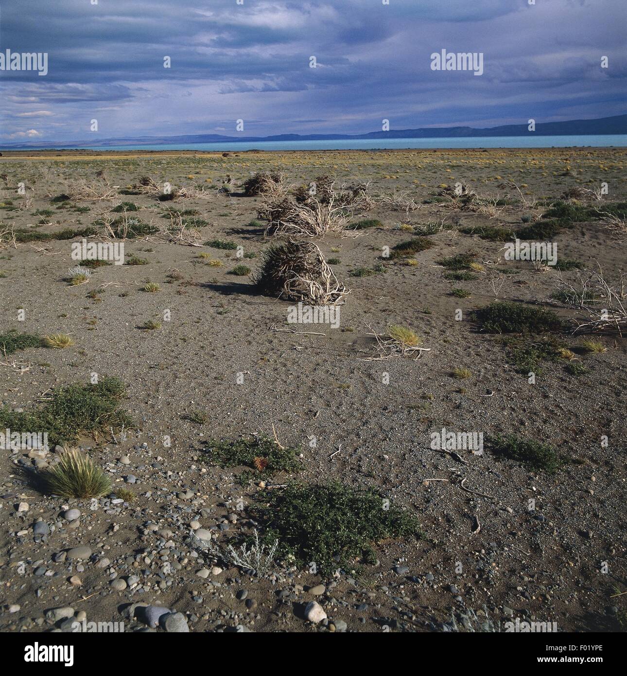 Argentina, Patagonia, semidesert steppe on north side of Viedma Lake ...