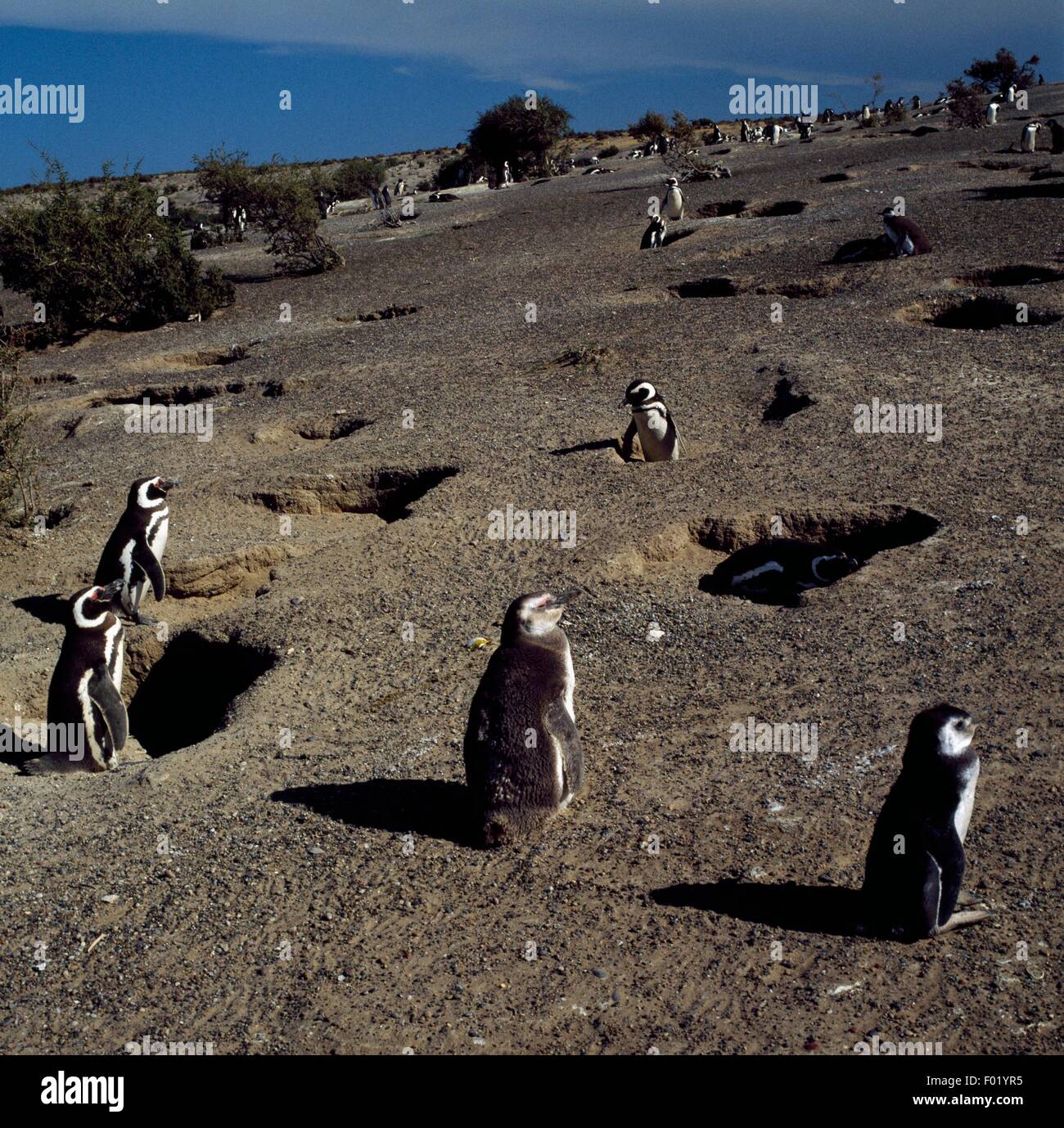 Colony of Magellanic Penguins (Spheniscus magellanicus), Punta Tombo ...