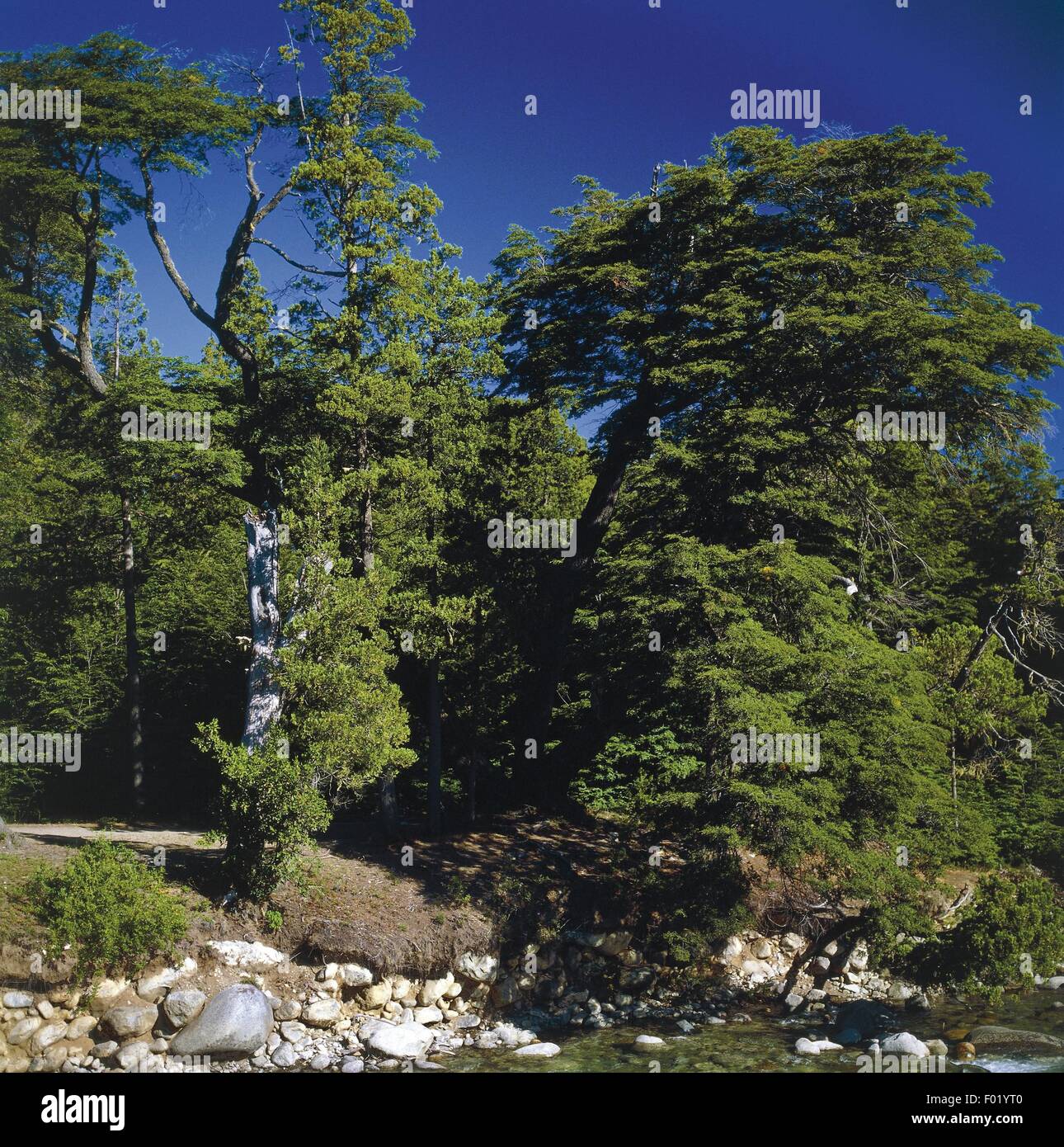 Coihue tree hi-res stock photography and images - Alamy