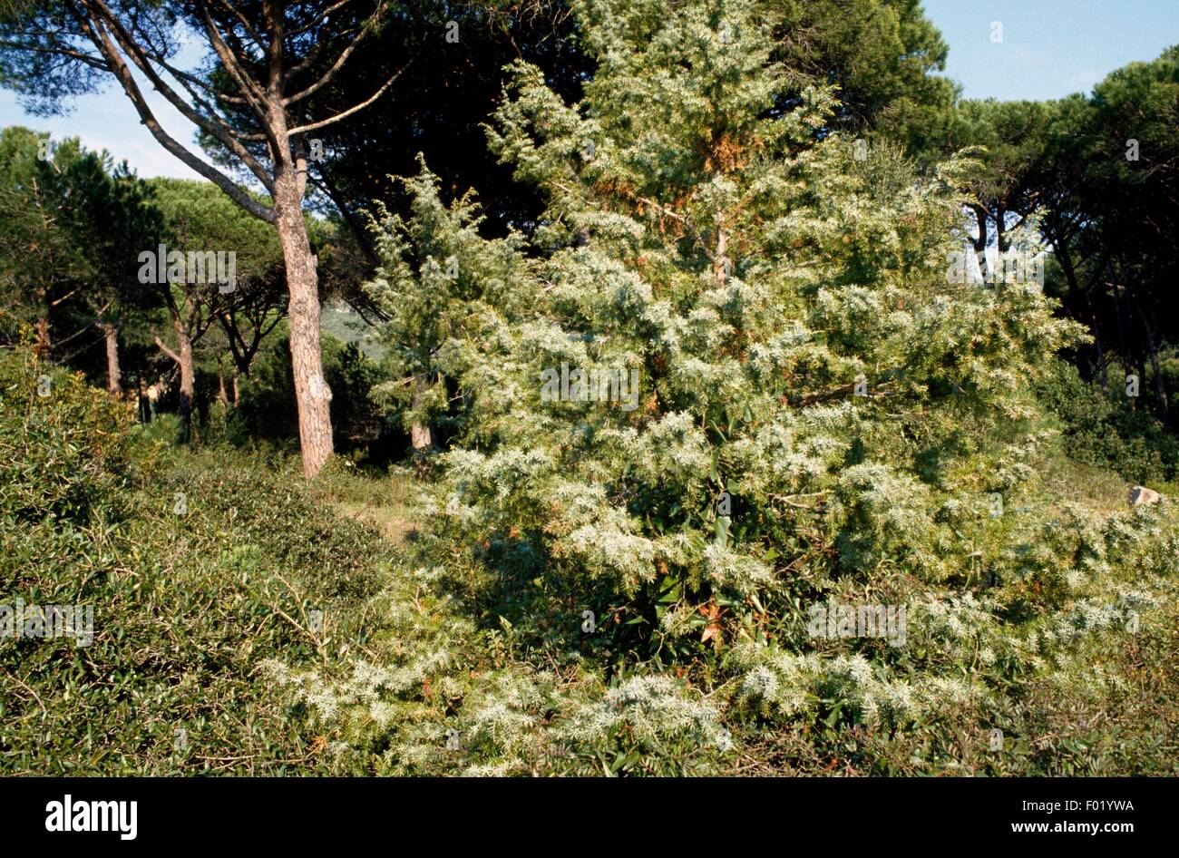 Prickly Juniper (Juniperus oxycedrus), Maremma Regional Park, Tuscany ...