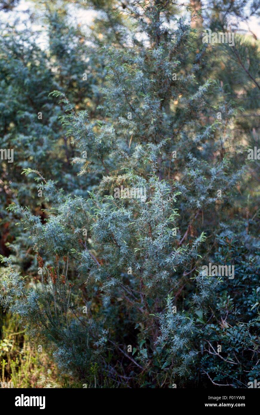 Prickly Juniper (Juniperus oxycedrus), Maremma Regional Park, Tuscany ...