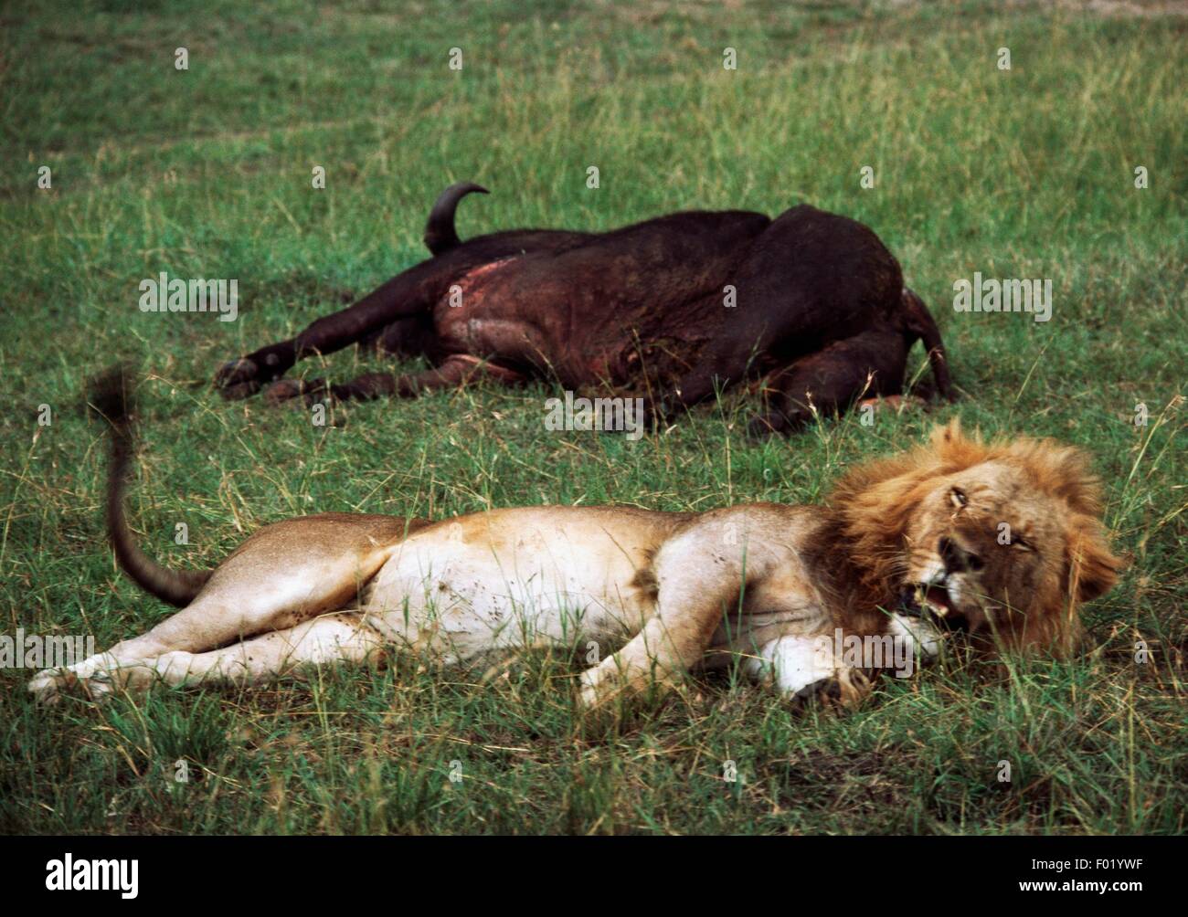 A lion (Panthera leo) and an African Buffalo (Syncerus caffer) carcass ...