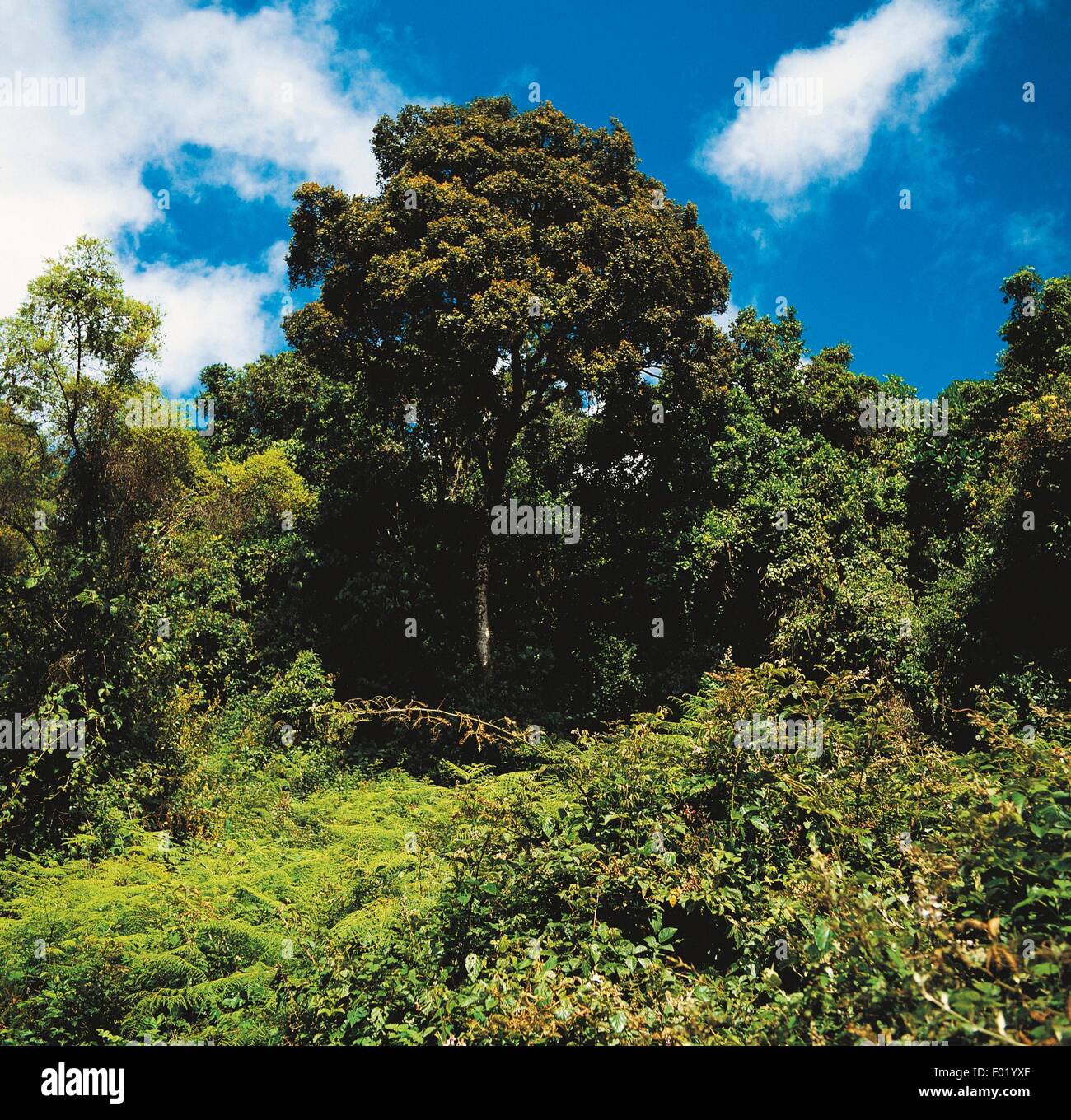 Mountain forest near Mandara Hut, Mount Kilimanjaro National Park ...