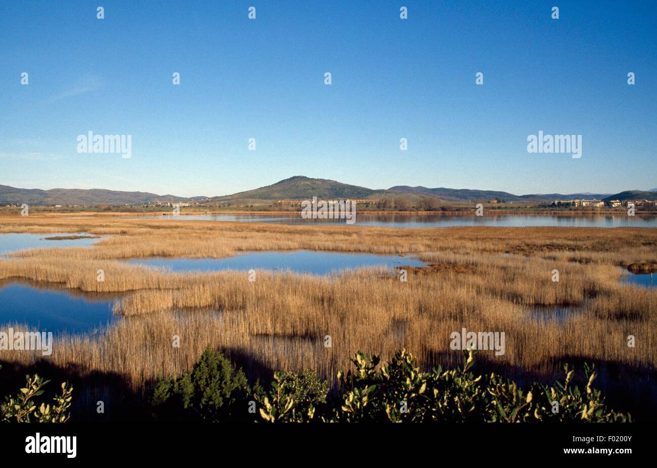 The brackish lake of Burano, Lake of Burano Nature Reserve, Tuscany ...