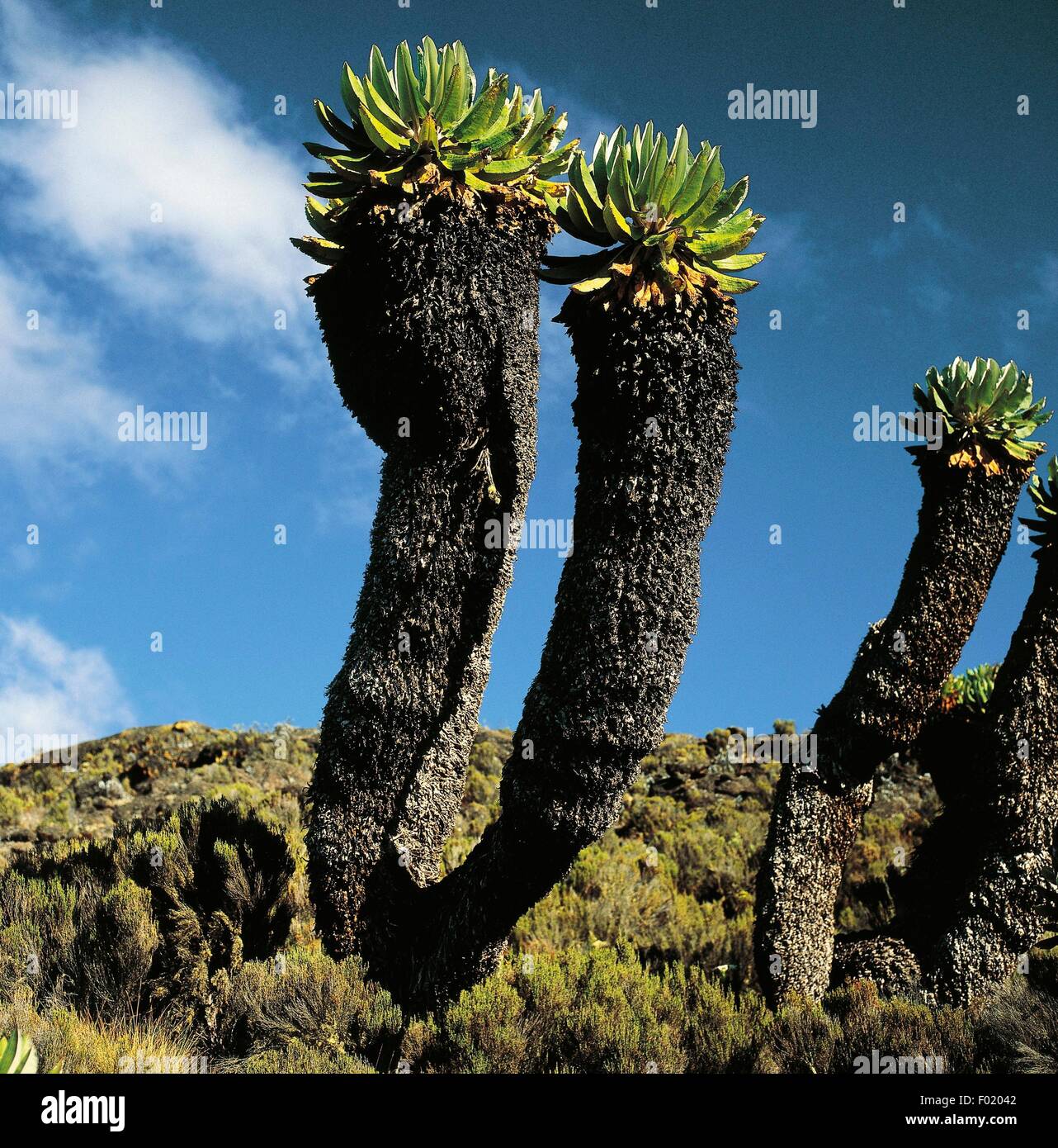 Vegetation including Lobelia and Groundsel at the foot of the Rwenzori ...