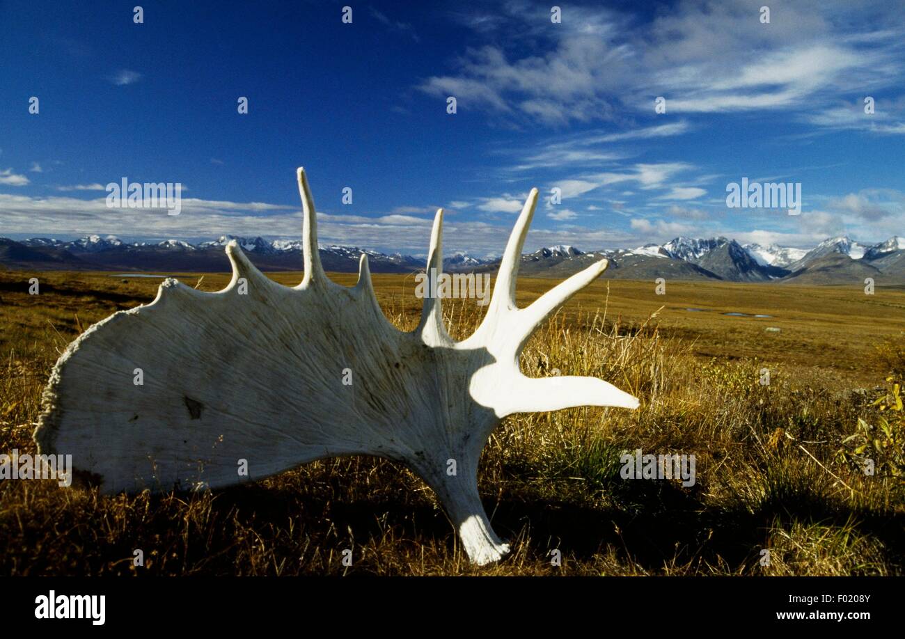 The selwyn range hi-res stock photography and images - Alamy