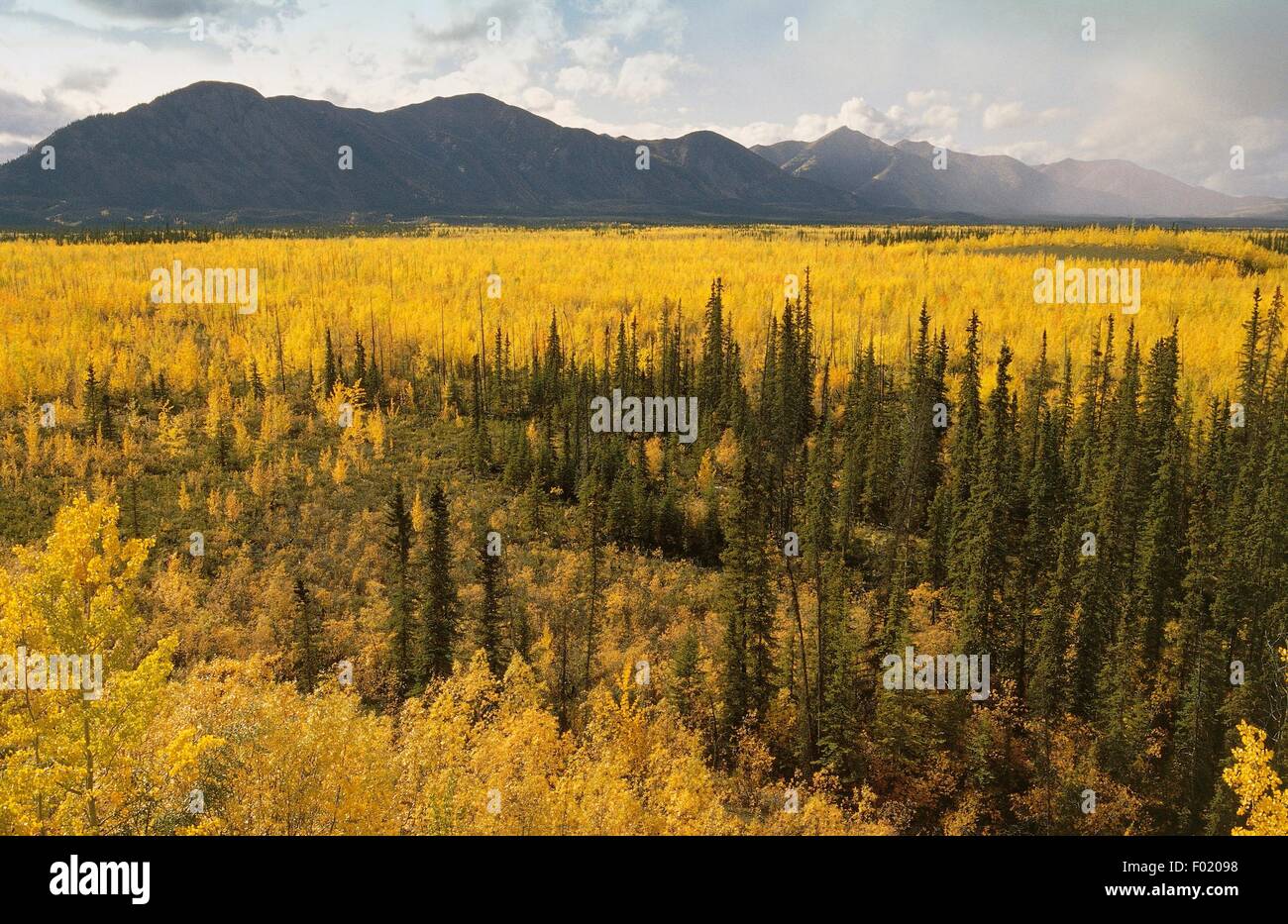 Forest of Quaking Aspens (Populus tremuloides) and Birch (Betula sp) in ...