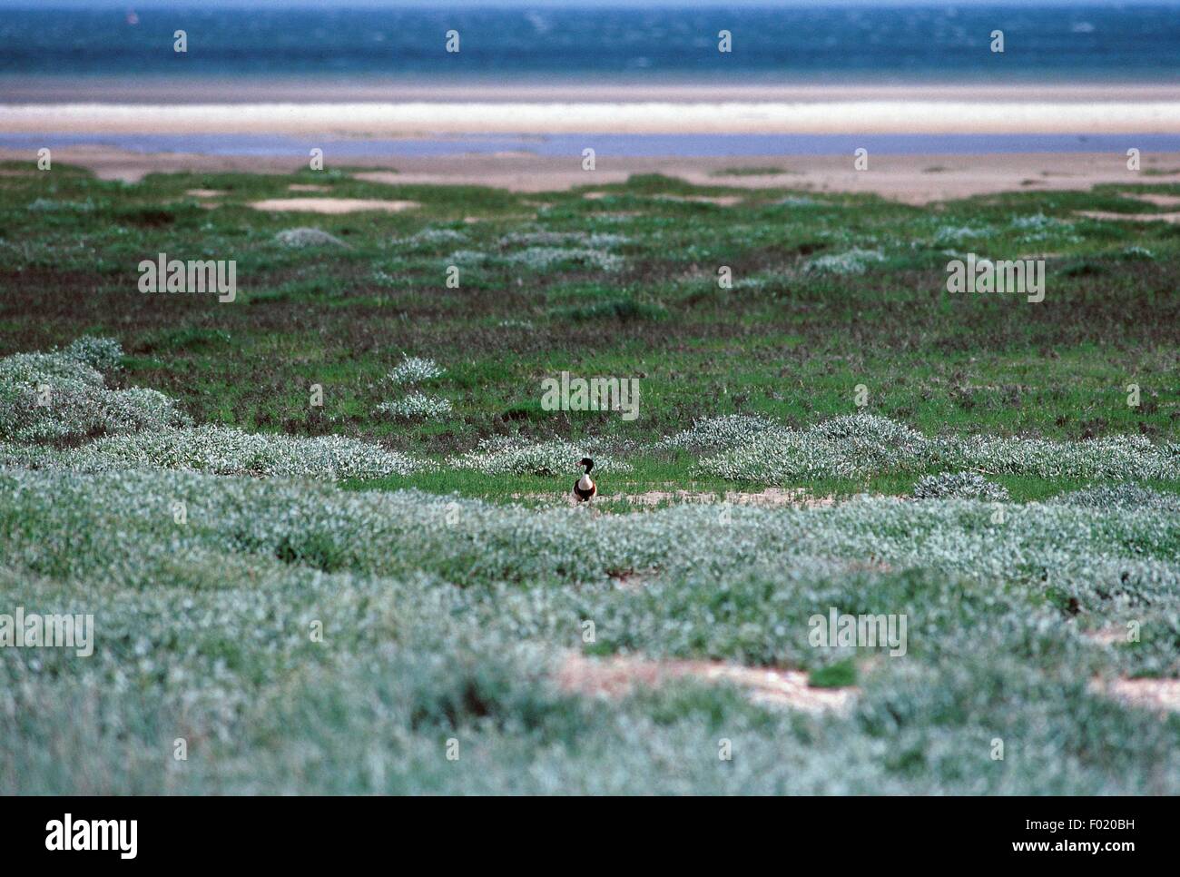 Les veys hi-res stock photography and images - Alamy