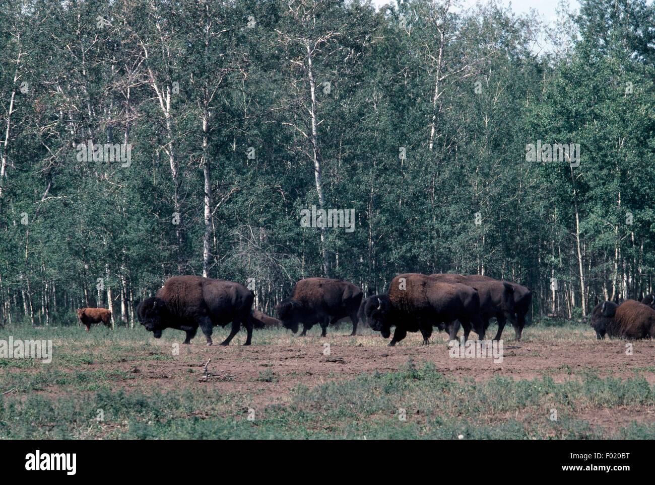 American bison (Bison bison), Wood Buffalo National Park, Northwest ...