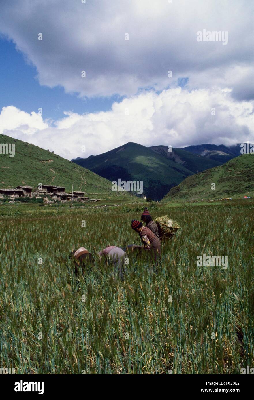 Peasants Working High Resolution Stock Photography and Images - Alamy