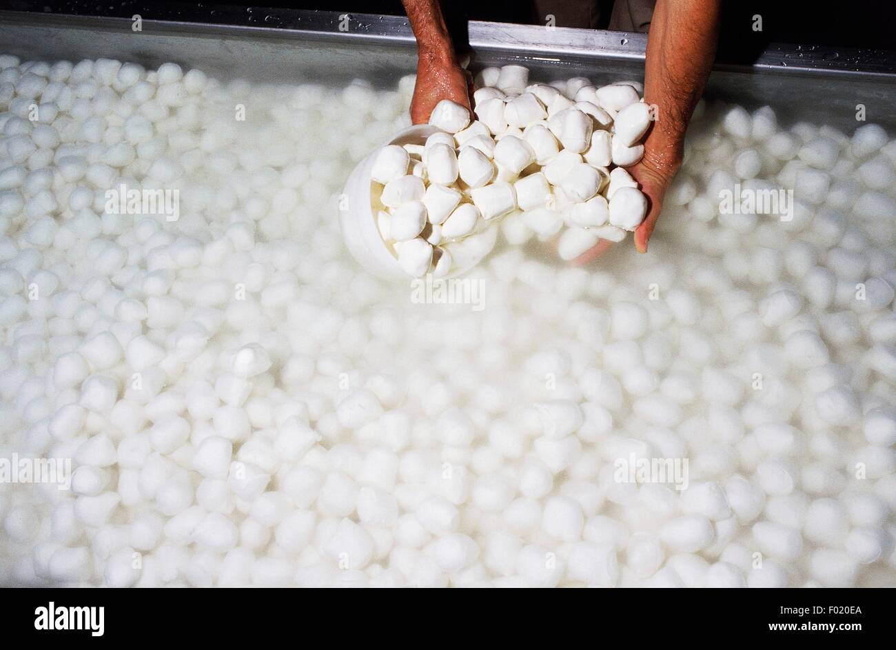 Production and processing of mozzarella cheese in a dairy farm, Molise ...