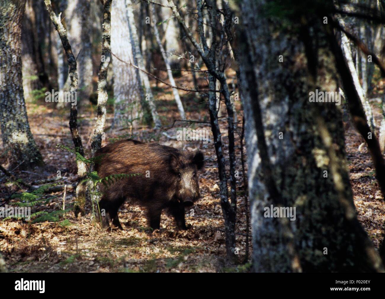 Wild boar (Sus scrofa), National Park of Circeo, Lazio, Italy Stock ...