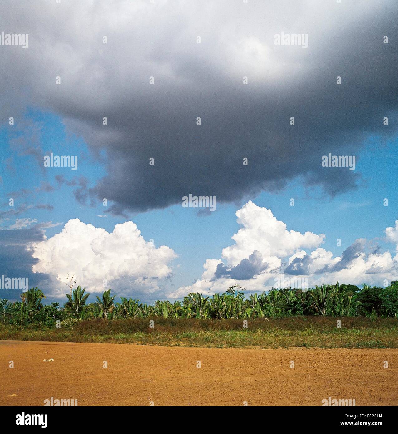 Dark clouds and stormy sky over palm trees, Amazon rainforest ...