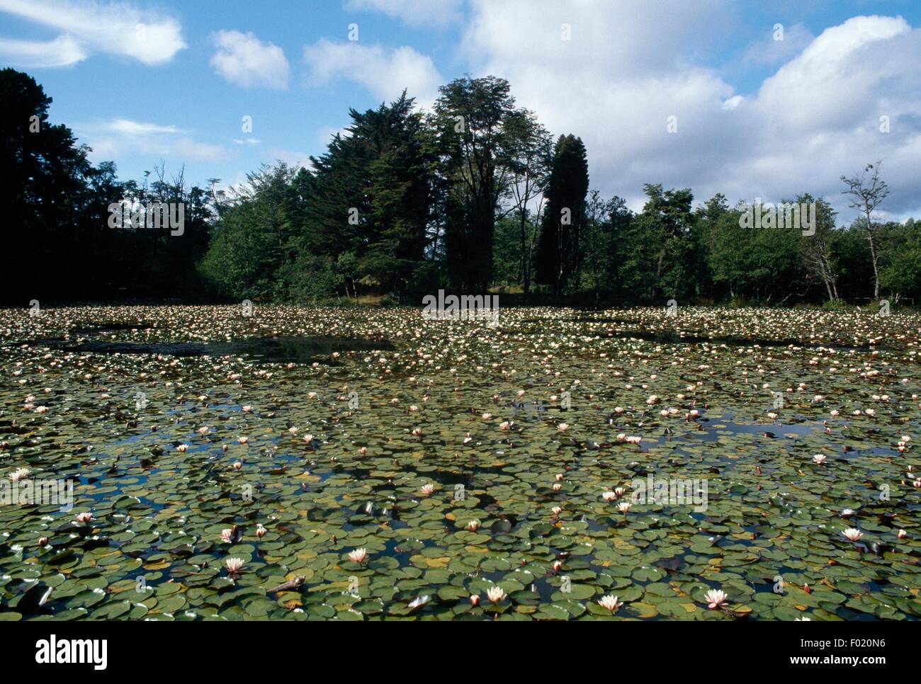 Lotus Lagoon, Saval Park (Parque Saval), Valdivia, Chile Stock Photo ...