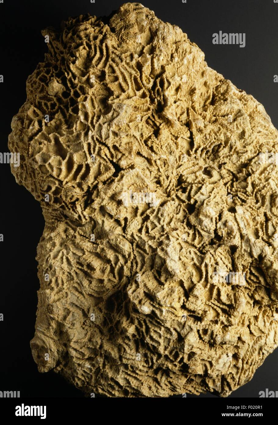 Halysites hi-res stock photography and images - Alamy