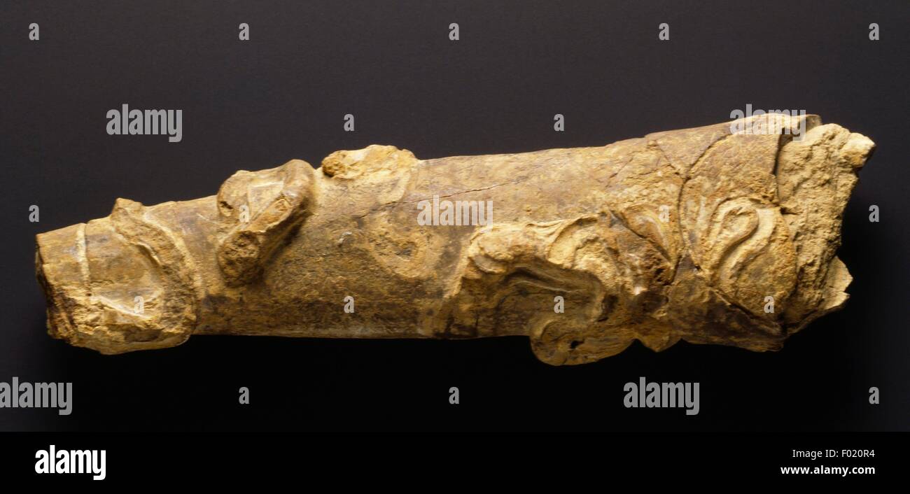 Fossil of Serpula grandis, Annelids, on Belemnoidea shell, Lower ...