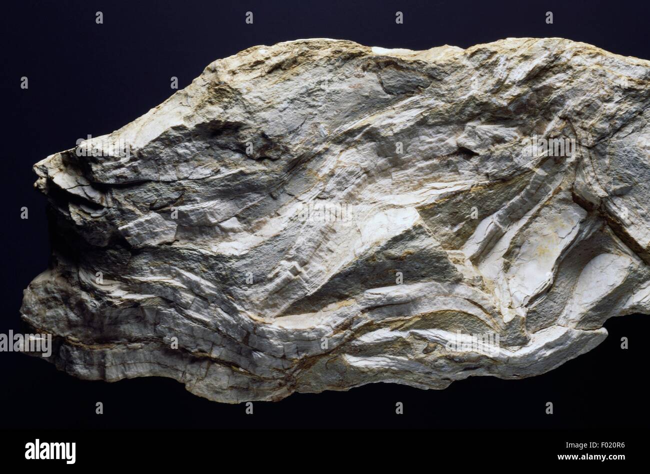 Fossil bivalves in limestone, Liassic Stock Photo - Alamy