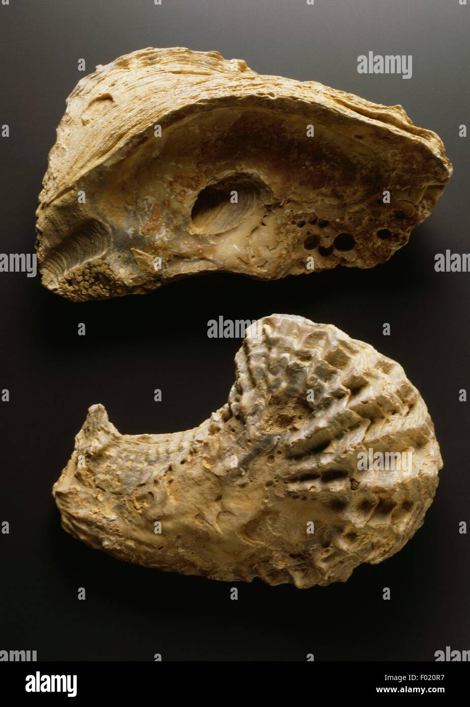 Fossil valves of Lopha, Pacific Ostraeacea, Mollusca, Cretaceous Stock ...