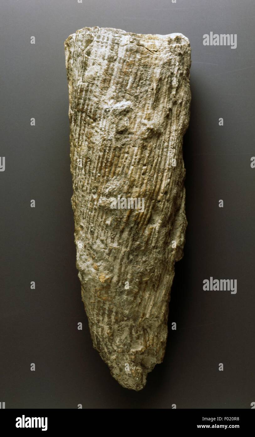 Fossil of Right conic valve of Hippurites sp, Hippuritidae, Bivalvia ...