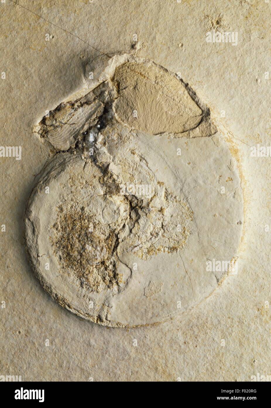 Internal model footprint of Ammonite and its operculum (Aptychus ...