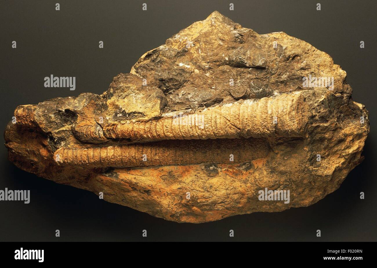 Internal orthocone shell molds of two Orthoceras, Devonian Period Stock ...
