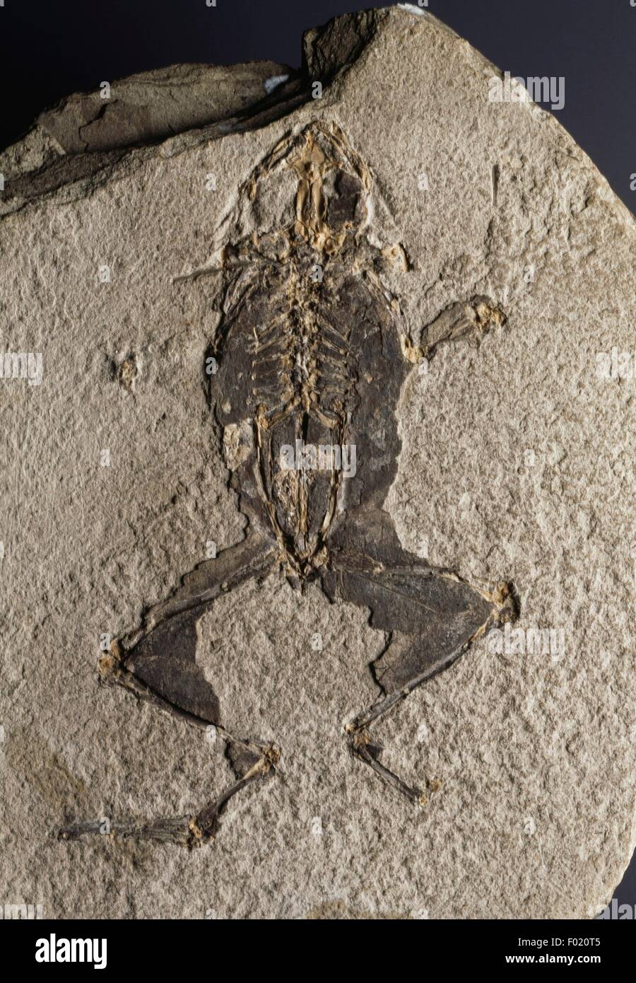 Fossil geology hi-res stock photography and images - Alamy