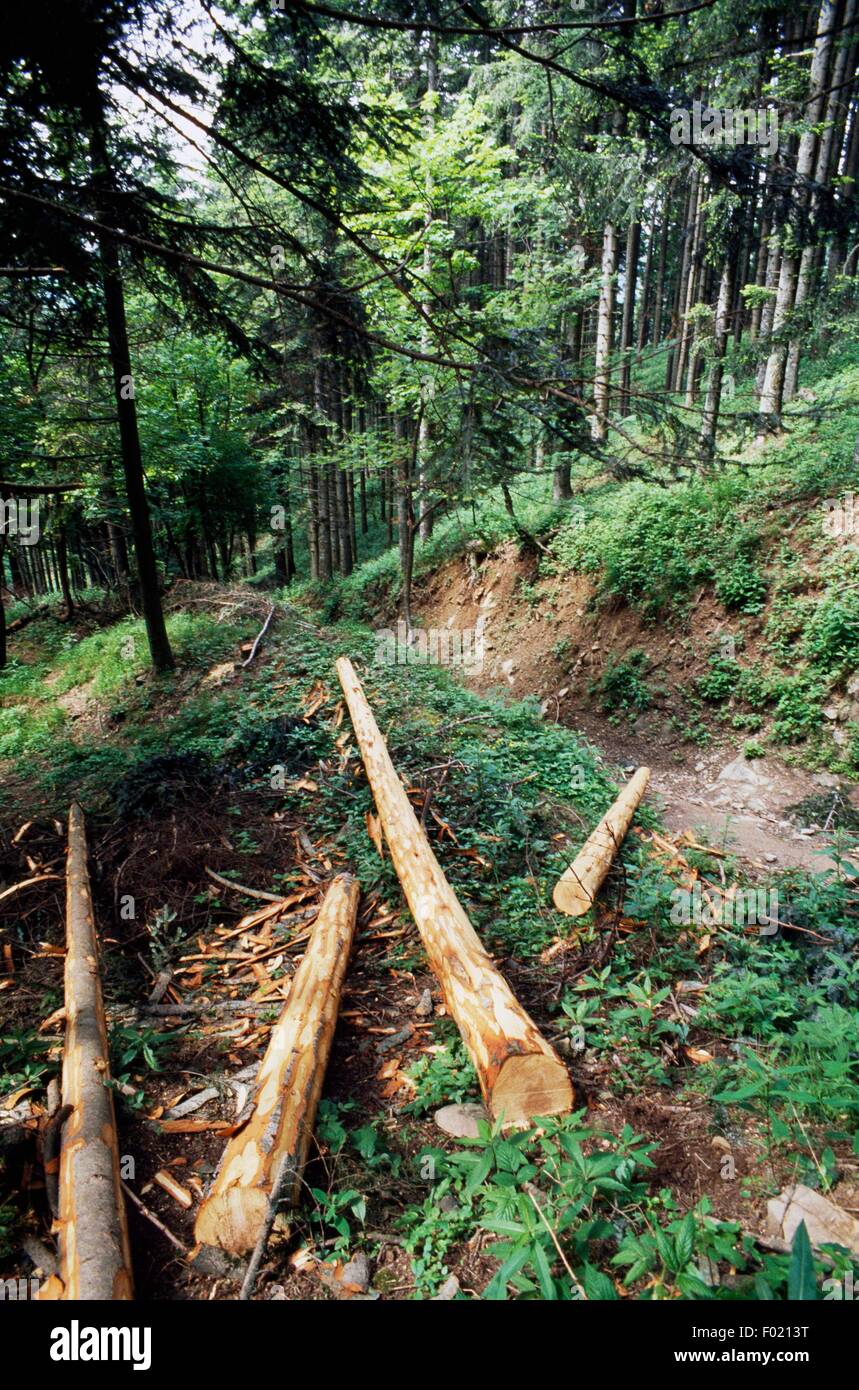 Casentino Forest near Camaldoli, Casentino Forest National Park, Mount ...