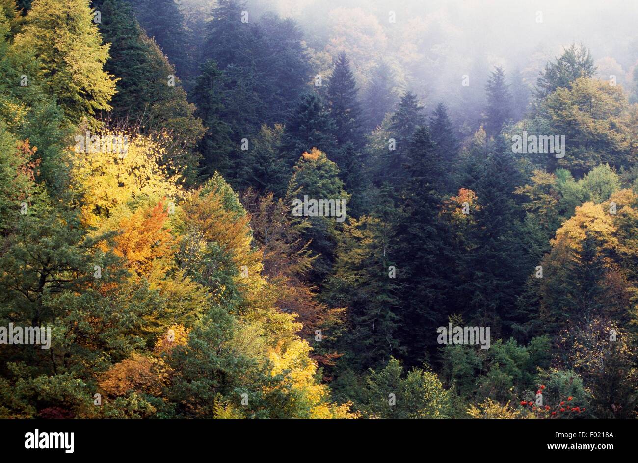 Conifers, Casentino Forest National Park, Mount Falterona, Campigna ...