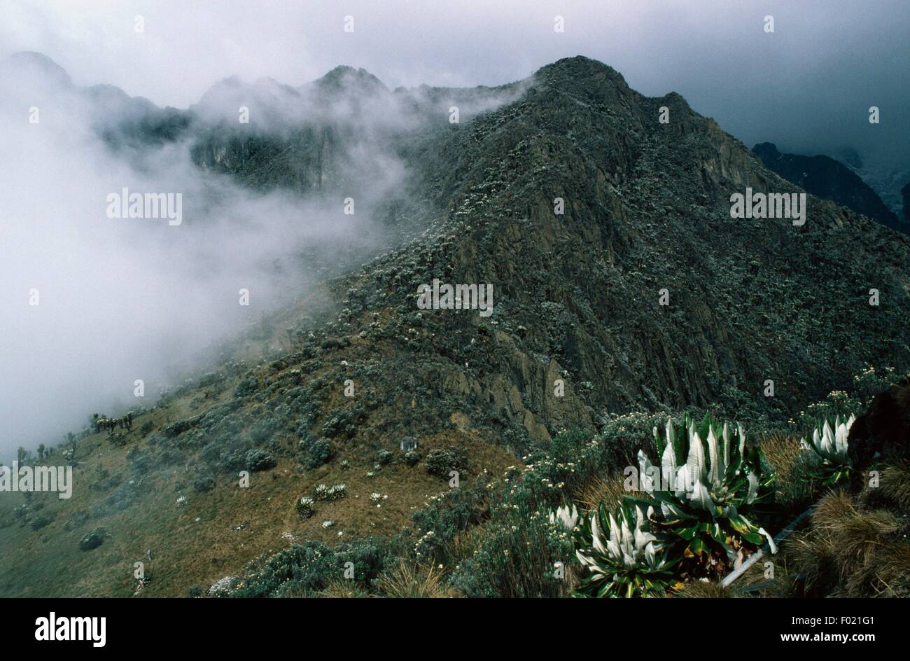 A section of the Rwenzori Mountain Range, between Uganda and the ...