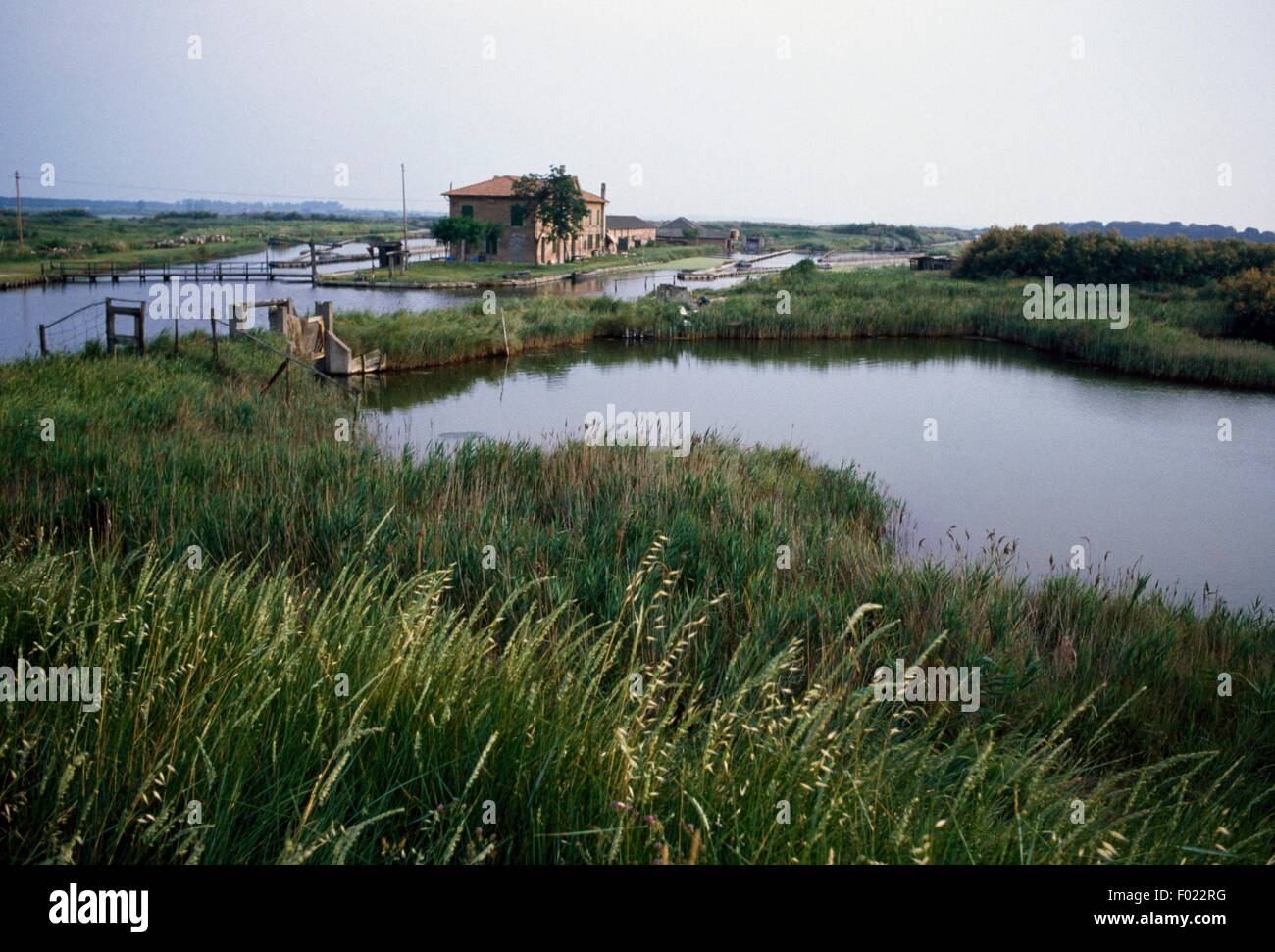 Wetland and buildings in Bertuzzi Valley, Po Delta Regional Park ...