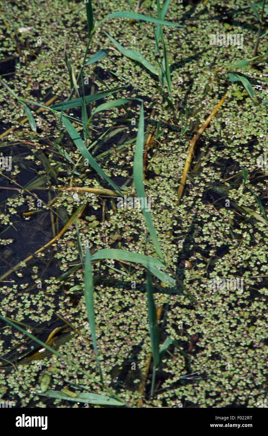 Marsh vegetation in the Ferrarese Reclamation, Po Delta Regional Park ...
