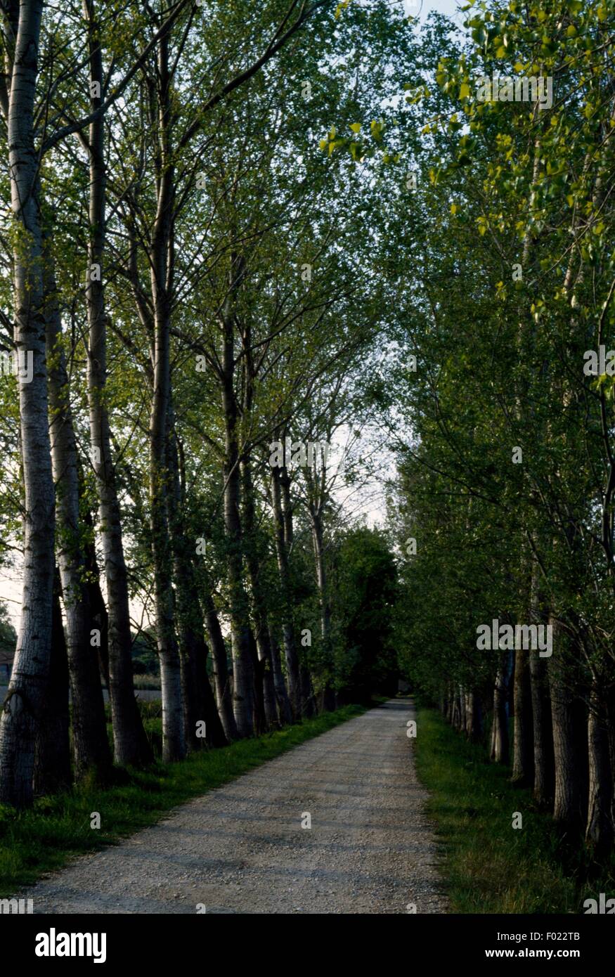 Silver poplars, Regional Nature Park of the Camargue (Parc naturel ...