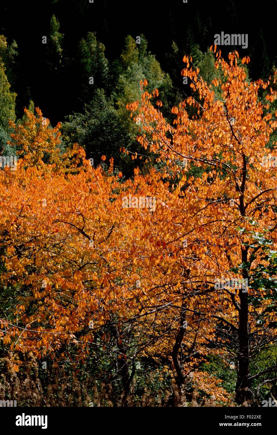 Trees in autumn, Mercantour National Park, Maritime Alps and Upper ...