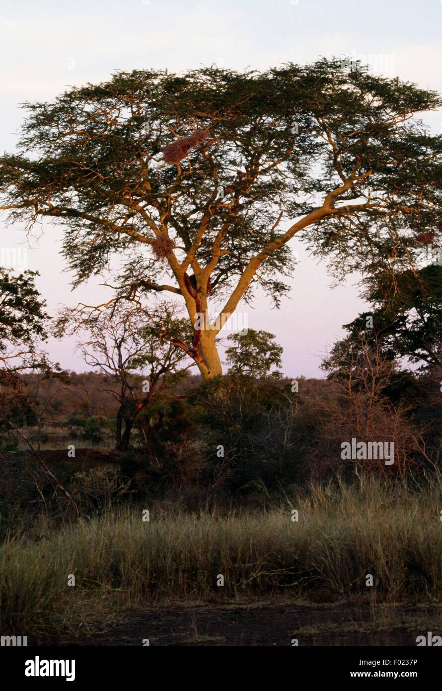 Fever tree or Acacia (Acacia xanthophloea), Kruger National Park, South ...