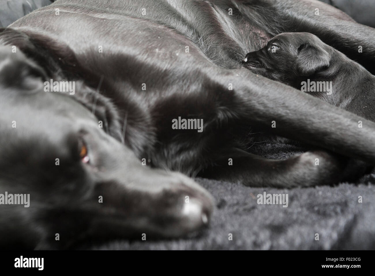 Black Labrador female suckling single puppy Stock Photo - Alamy