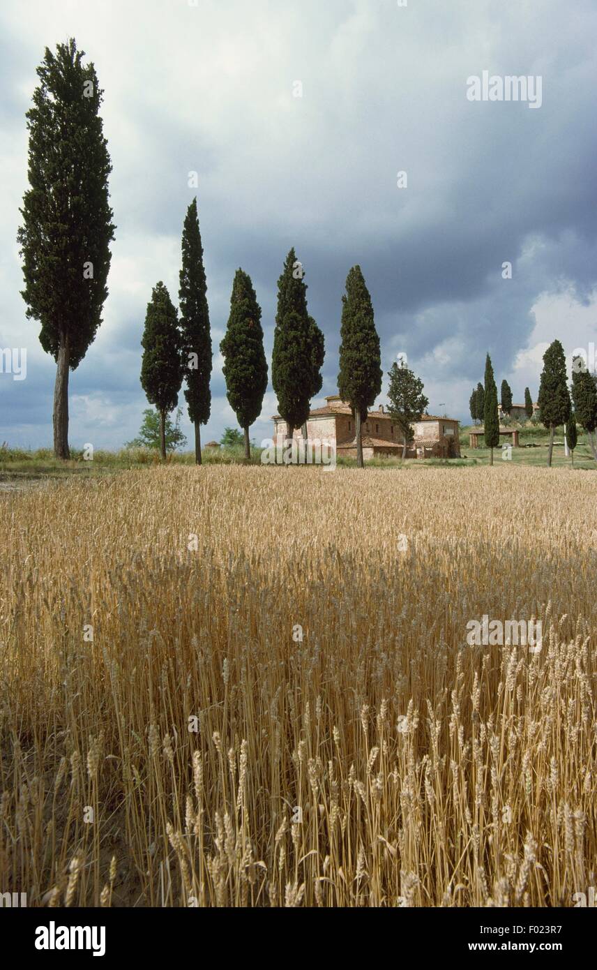 Cypress trees and farm near Taverne d'Arbia, Crete Senesi, Tuscany ...