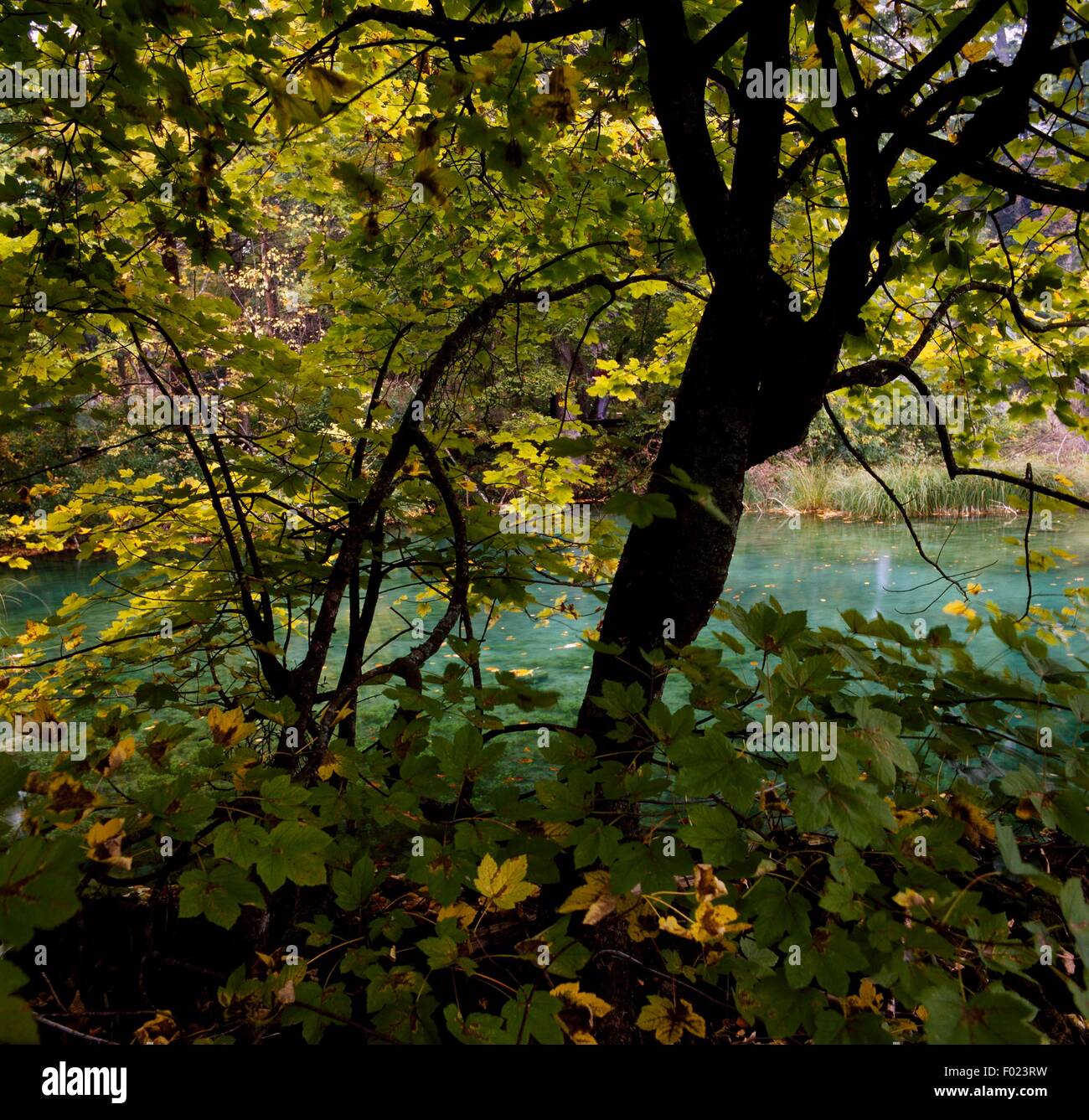 Vegetation, Plitvice Lakes National Park (Nacionalni Park Plitvicka ...