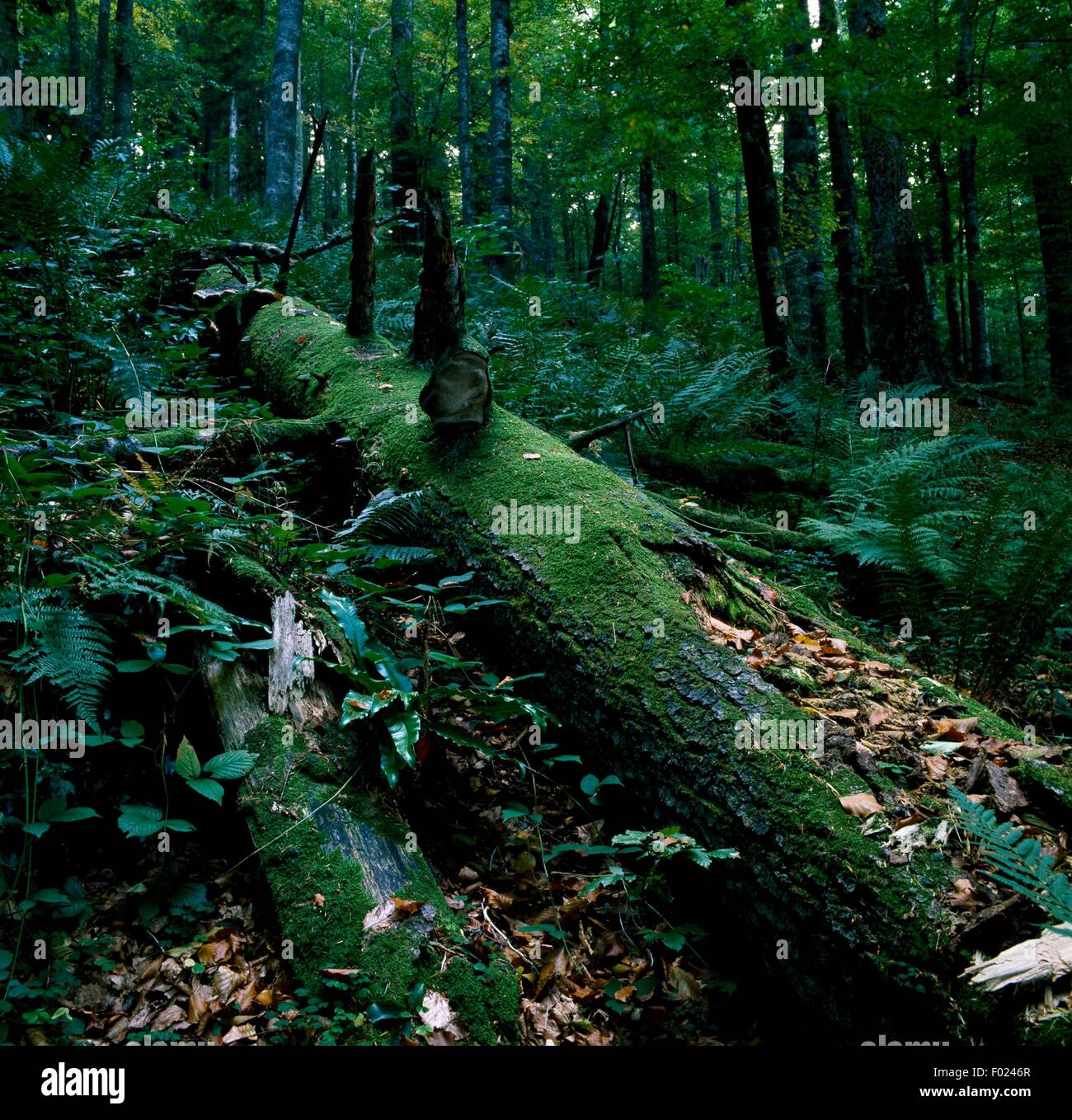 Fallen tree trunks, Plitvice Lakes National Park (Nacionalni Park ...