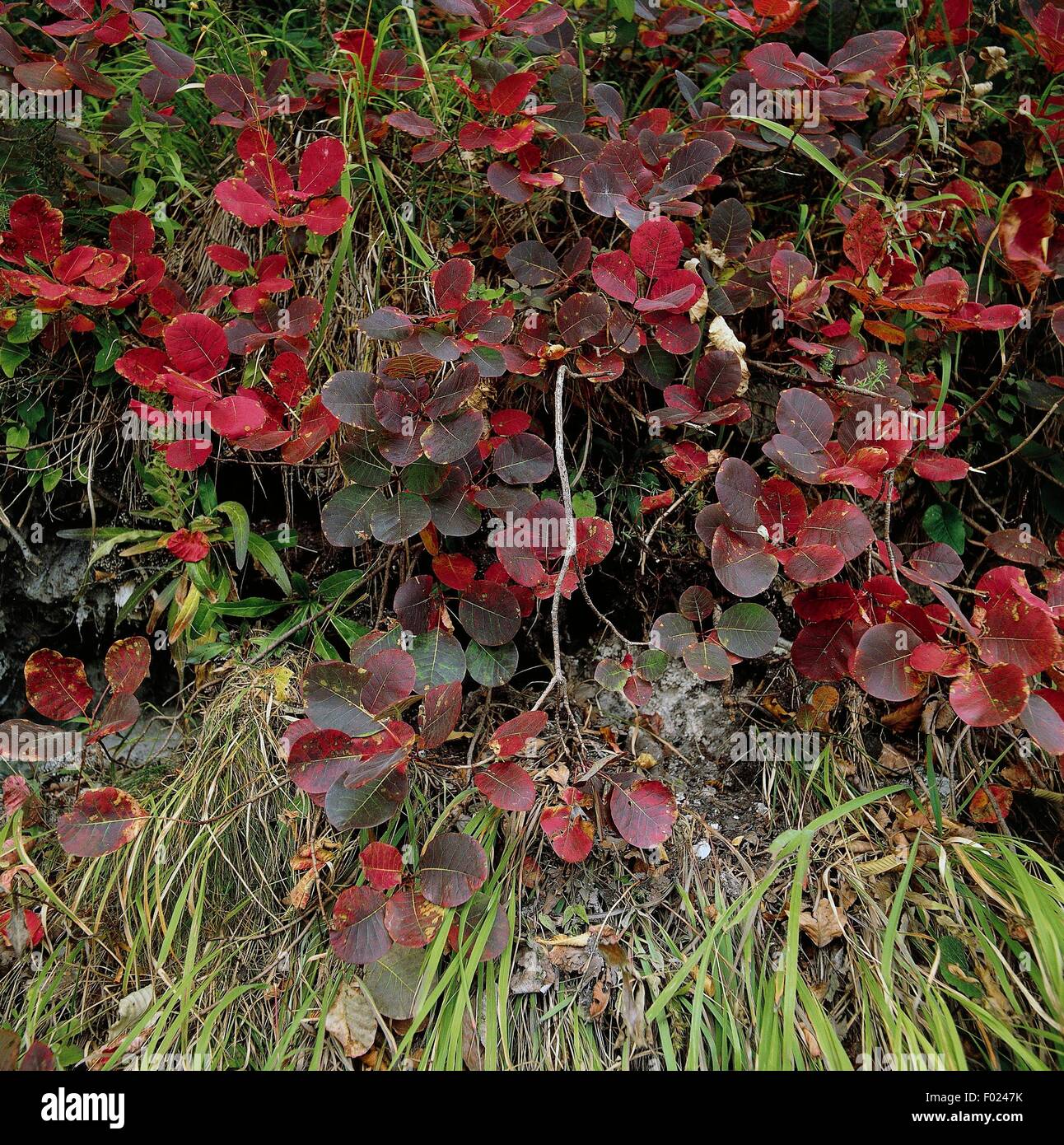 Ground vegetation, Plitvice Lakes National Park (Nacionalni Park ...