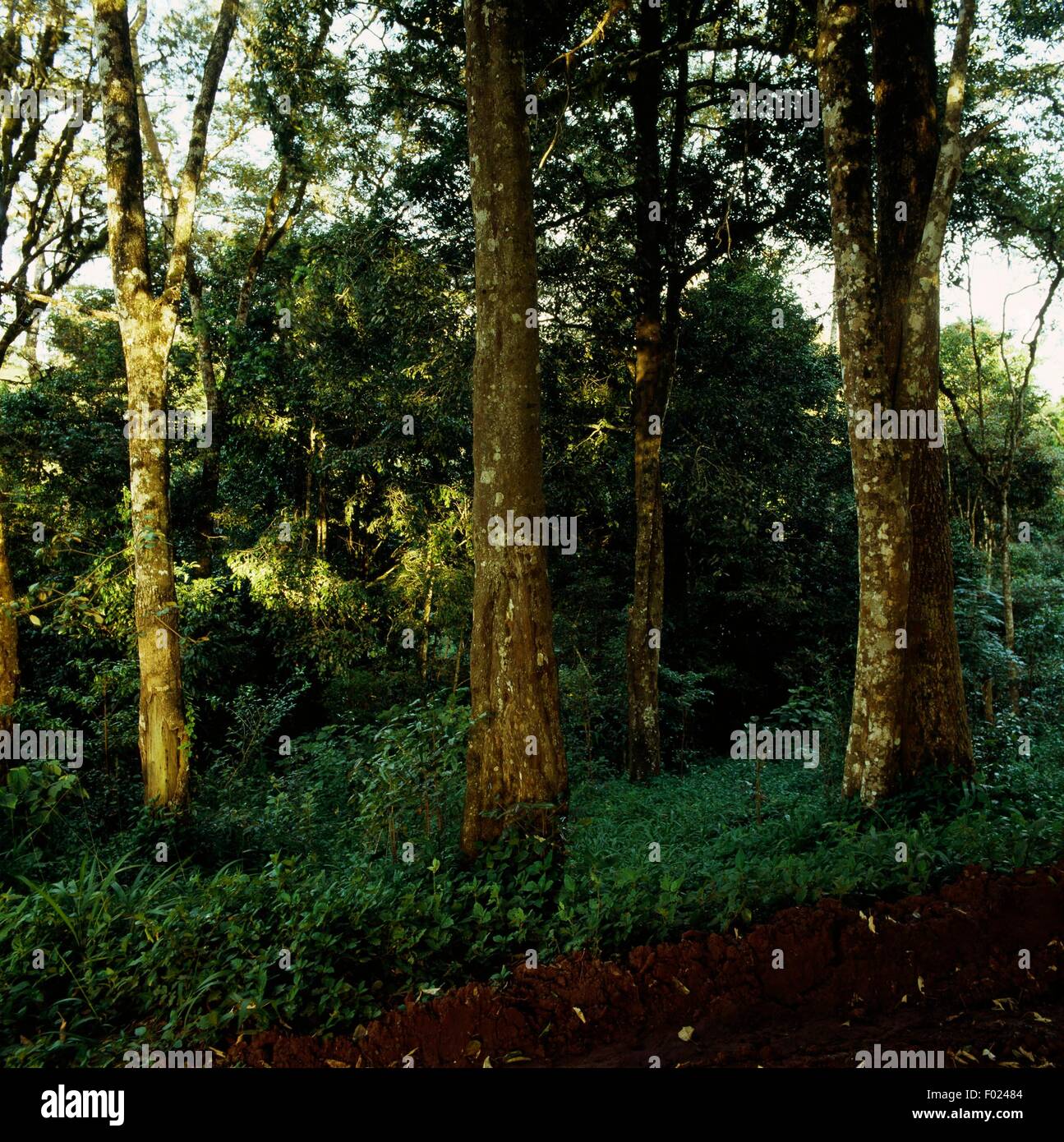 Forest, Marsabit National Park, Kenya Stock Photo - Alamy