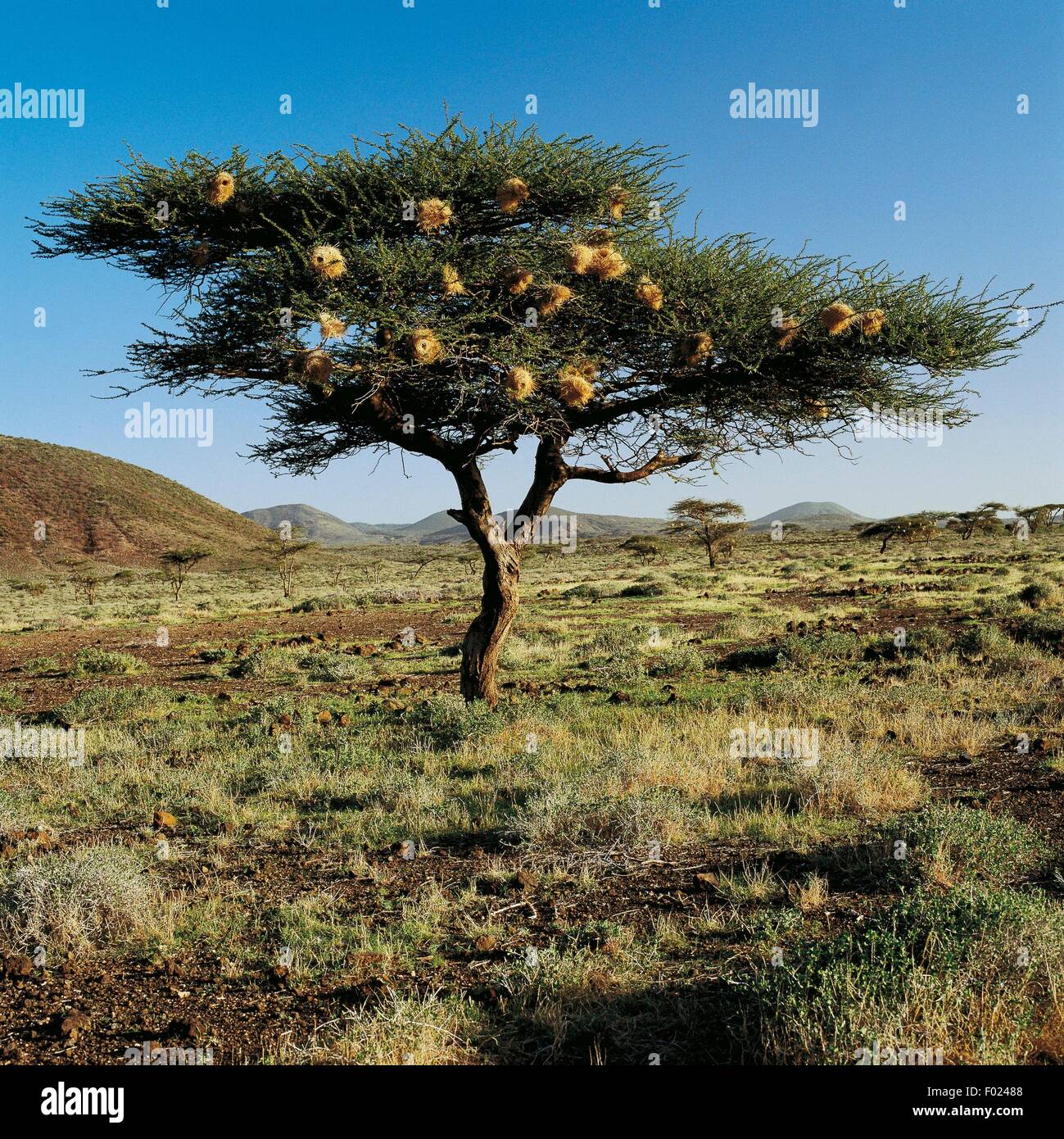 Acacia tree with weaver bird nests (Ploceidae sundevall), Marsabit ...