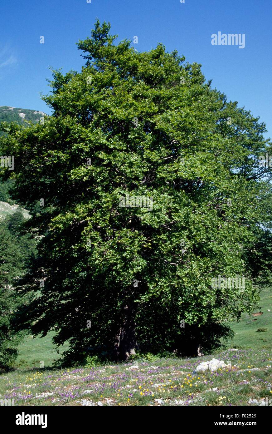 Beech tree (Fagus sylvatica), Pollino National Park, Basilicata, Italy ...